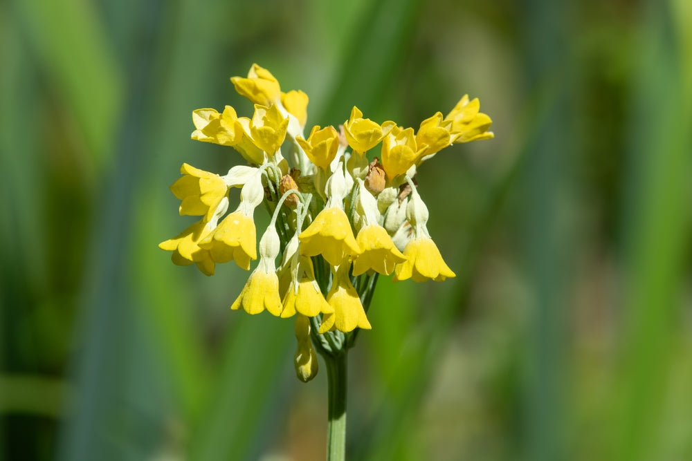 Primula florindae (Giant Cowslip) - BP097 Packs – Secret Gardening Club